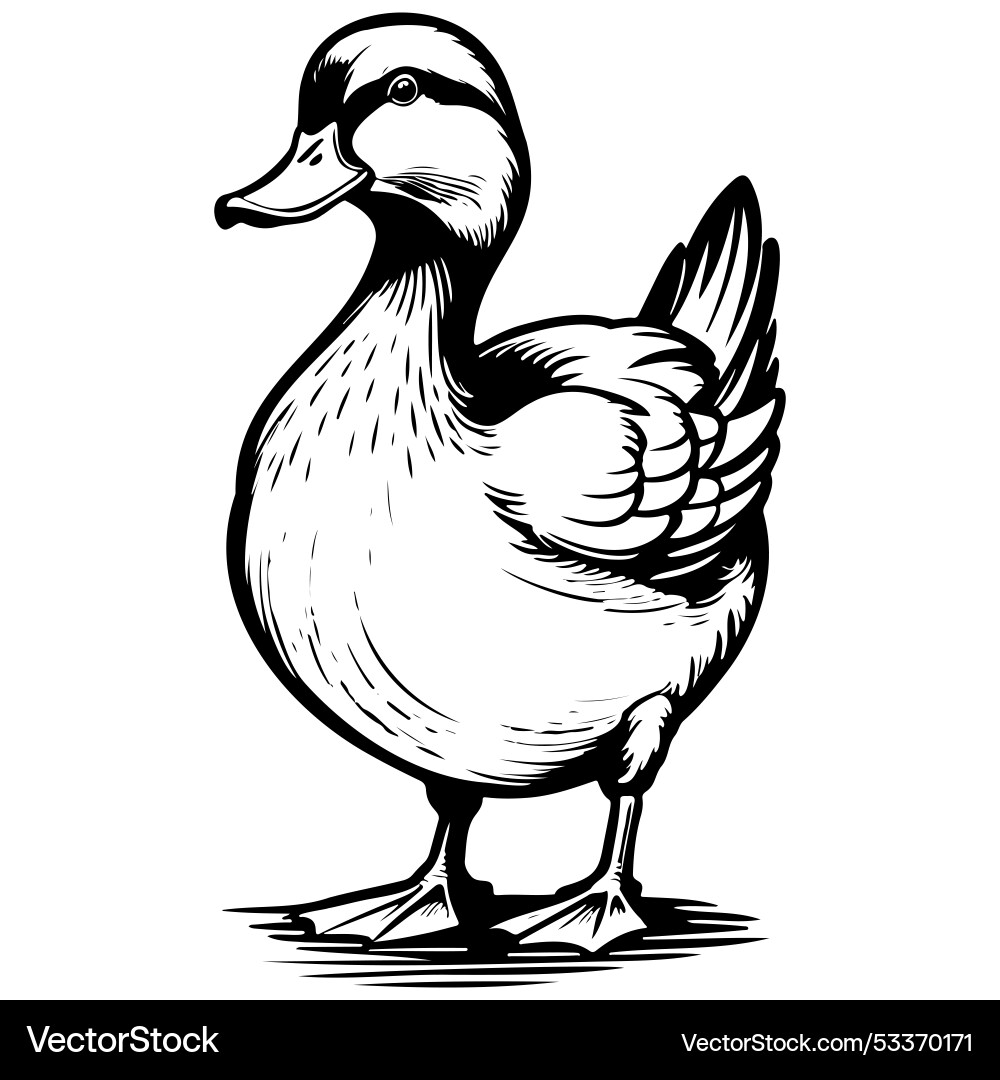 Monochrome duck drawing realistic hand Royalty Free Vector