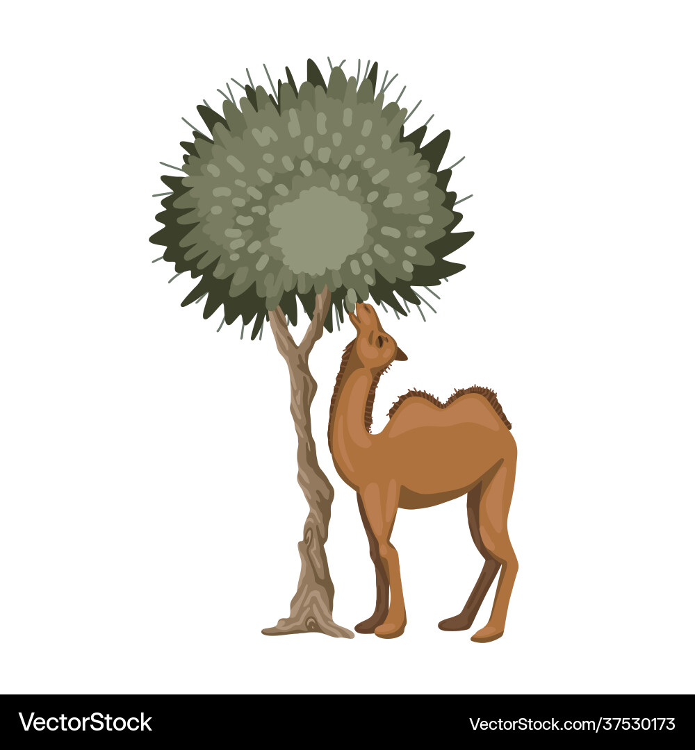 Camel eating tree animal in natural environment Vector Image