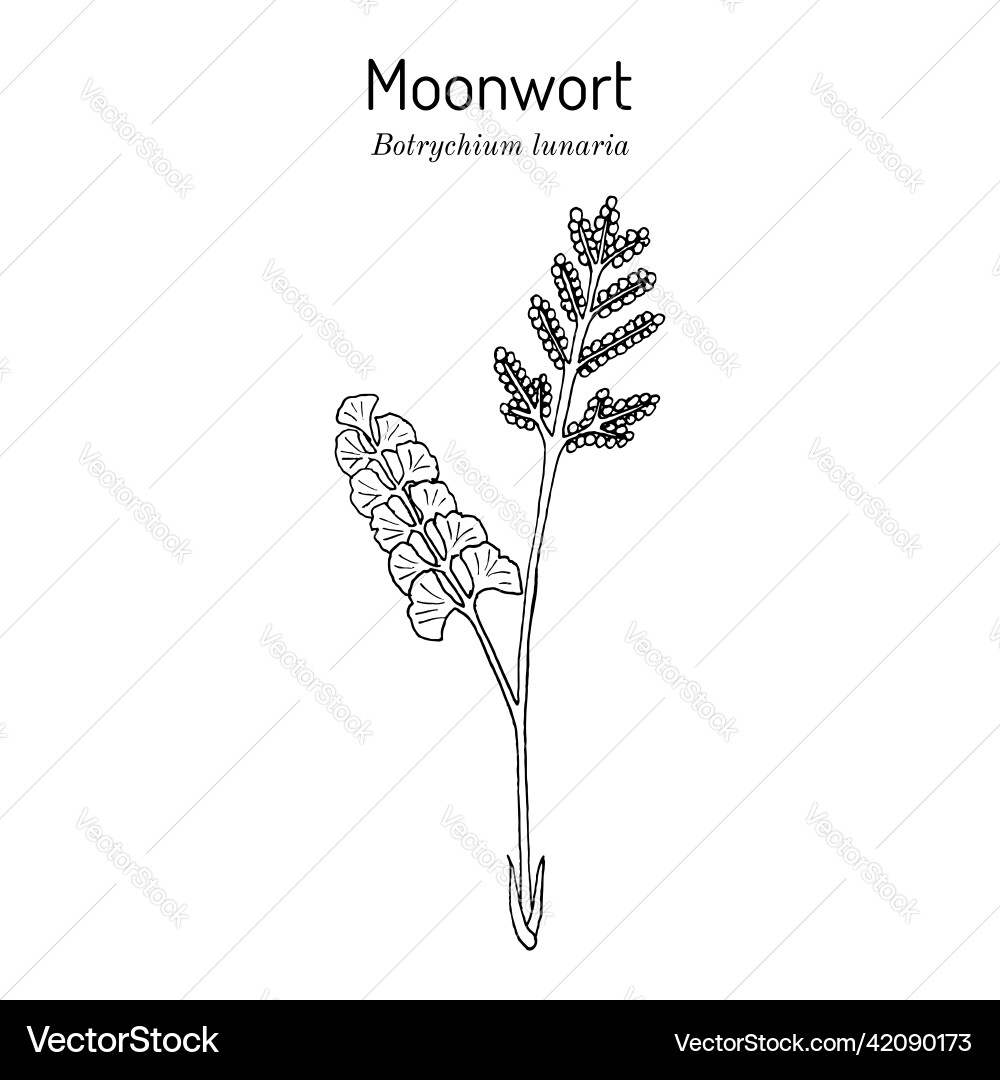 Common moonwort botrychium lunaria medicinal Vector Image
