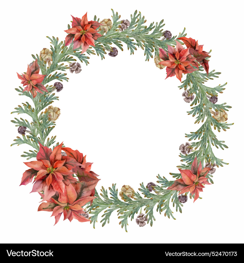 Juniper thuja conifer branches cones poinsettia Vector Image