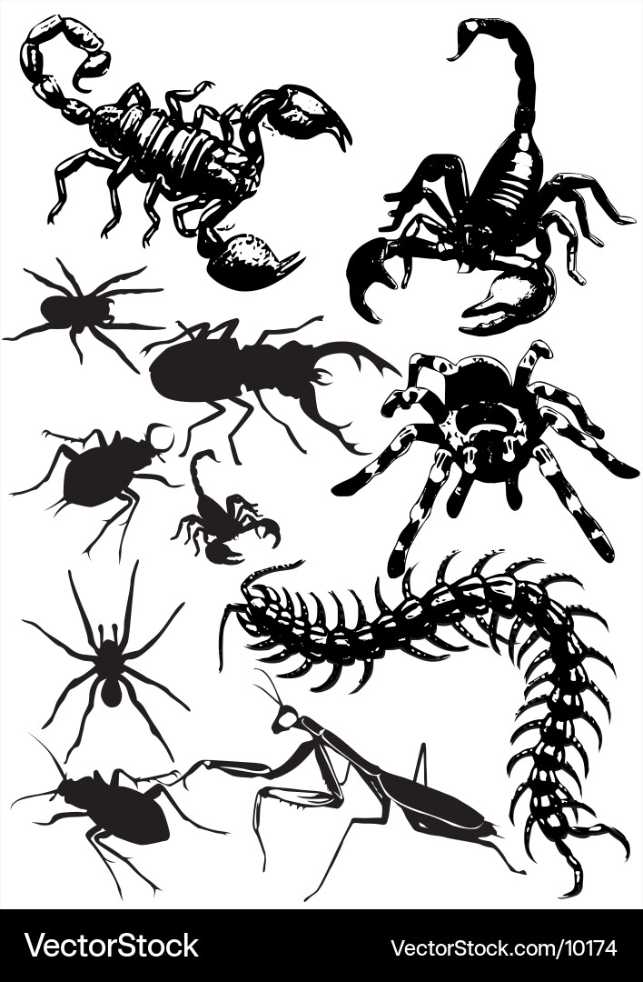 Insects Royalty Free Vector Image - VectorStock