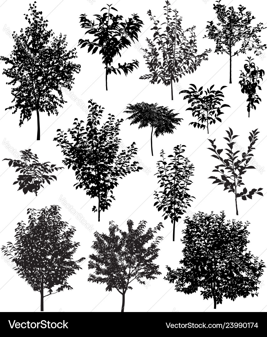 Sumac Vector Images (over 110)