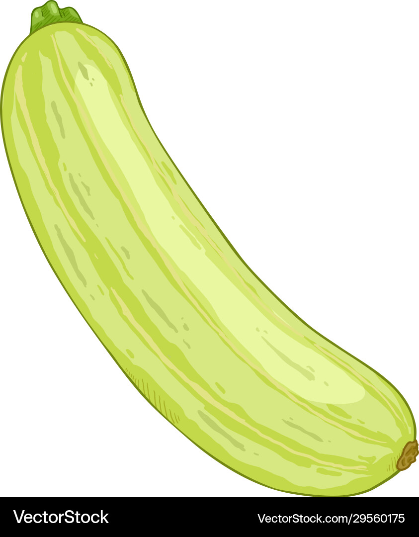 Cartoon green zucchini Royalty Free Vector Image