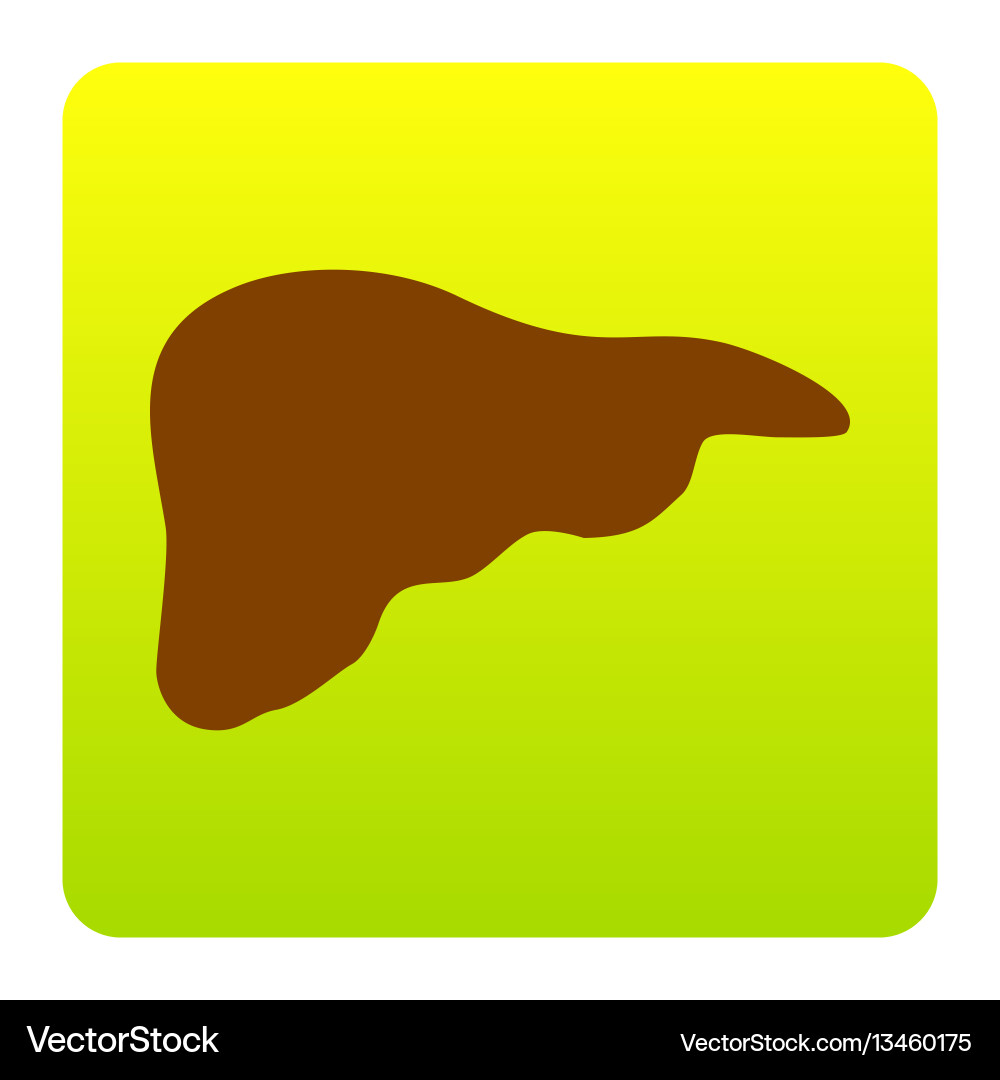 Human anatomy liver sign Royalty Free Vector Image