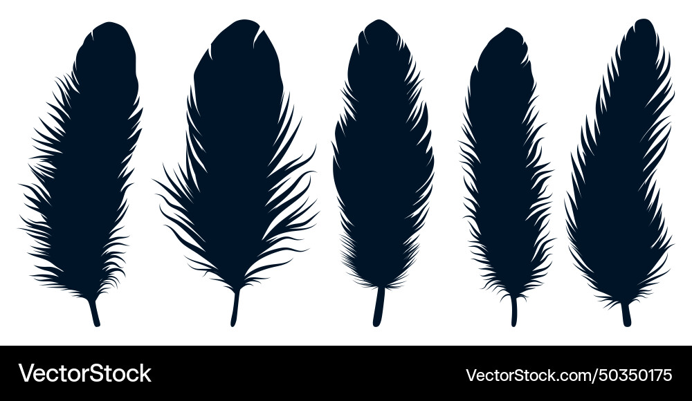 Vogel verschiedene Arten Federn Silhouetten Kunst Vektorbild