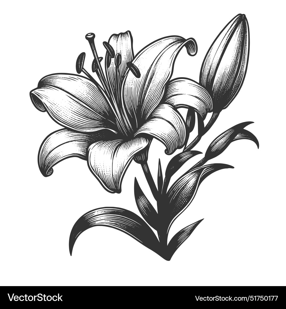 Elegant lily flower engraving Royalty Free Vector Image