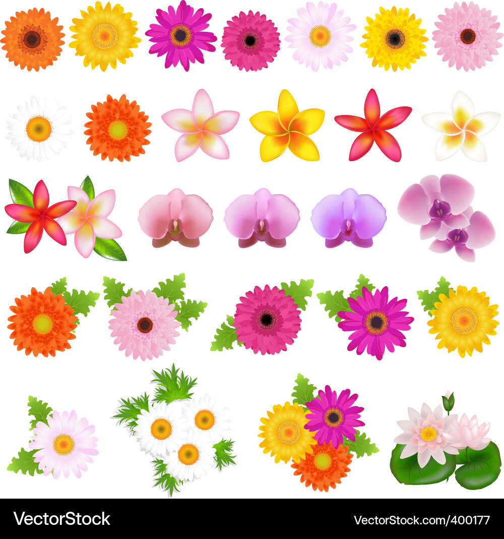 Flower Tonga Vector Images (25)
