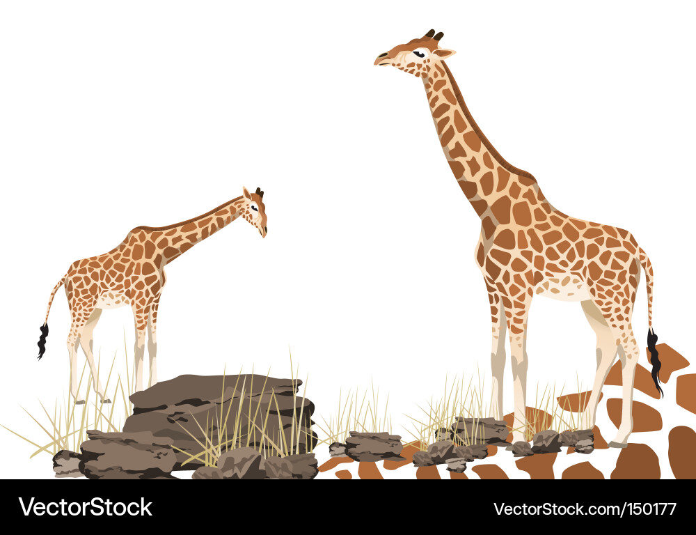 Giraffe Royalty Free Vector Image - VectorStock