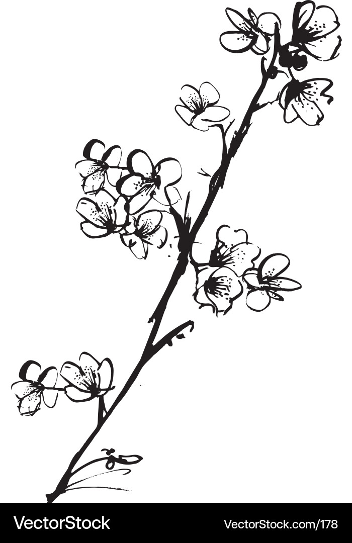 Cherry blossom ink Royalty Free Vector Image - VectorStock