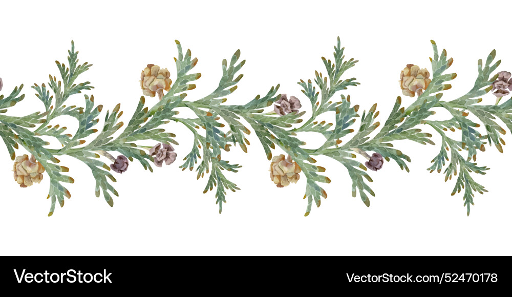 Juniper thuja evergreen conifer branches Vector Image