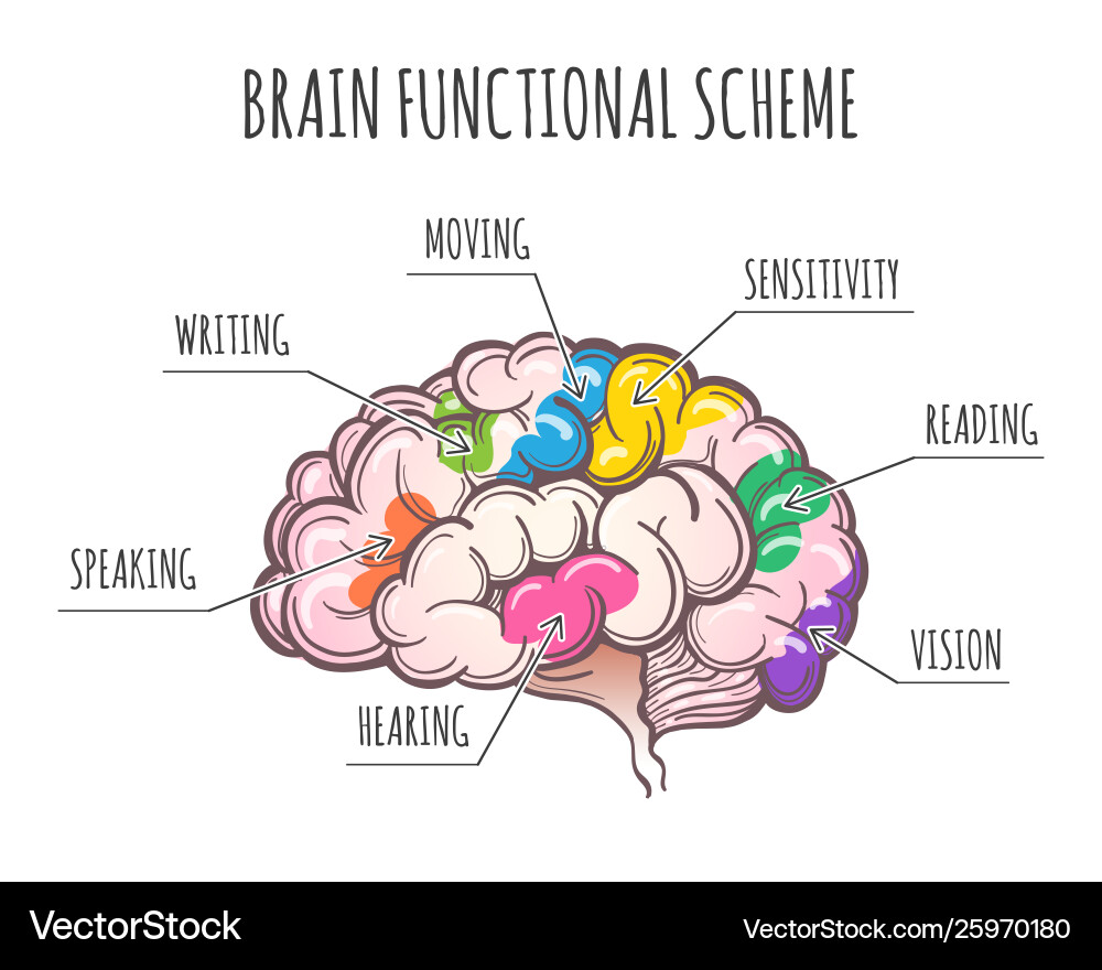 Human brain functional scheme Royalty Free Vector Image