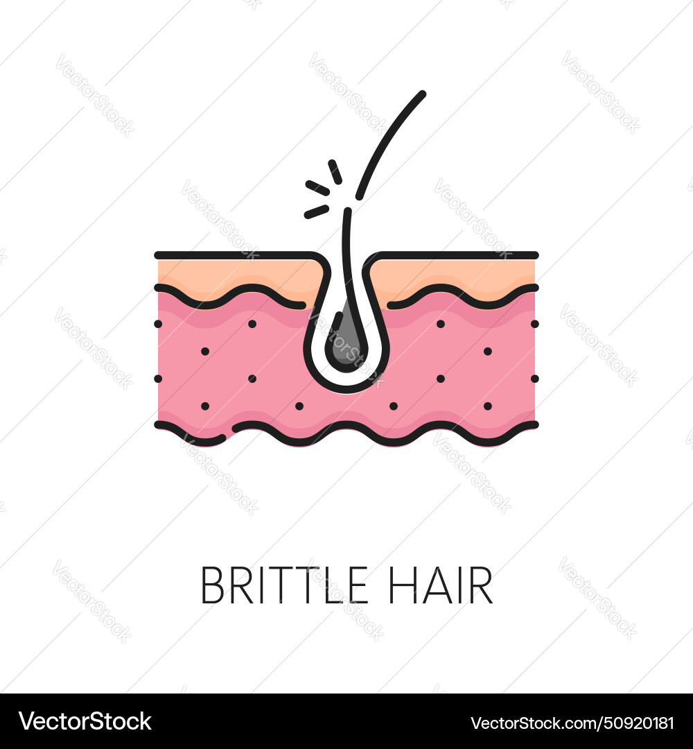 Brittle Hair Health Icon Royalty Free Vector Image