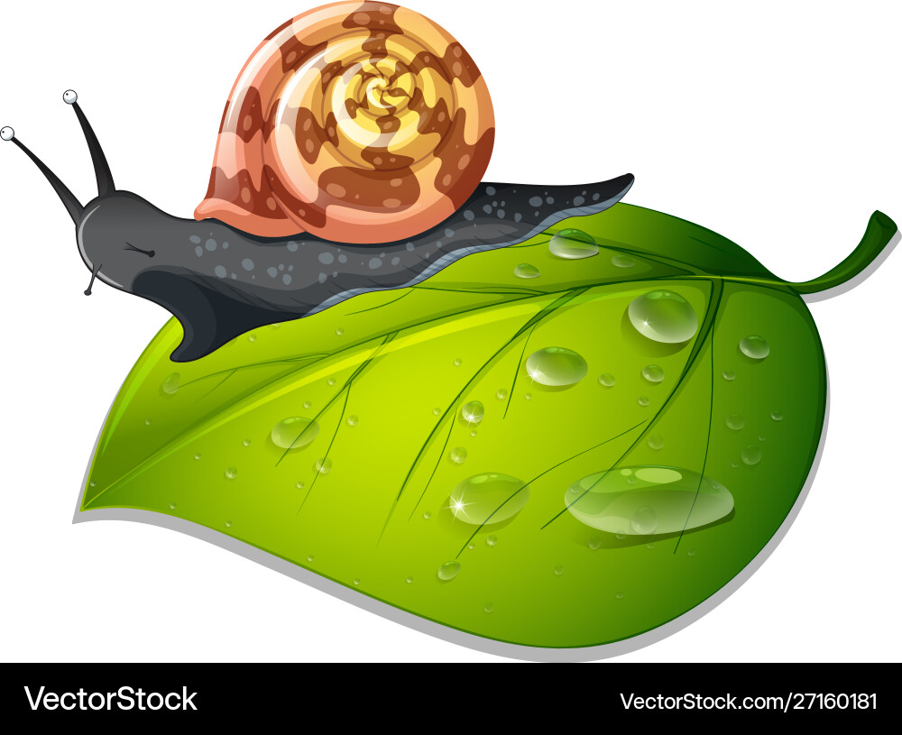 Snail crawling on green leaf Royalty Free Vector Image