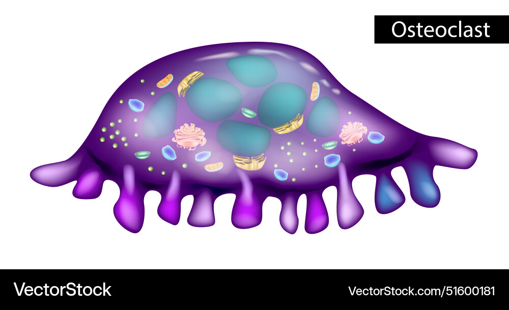 Structure of osteoclasts osteoclast is a type Vector Image
