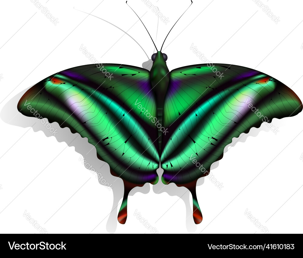 Butterfly Royalty Free Vector Image - VectorStock