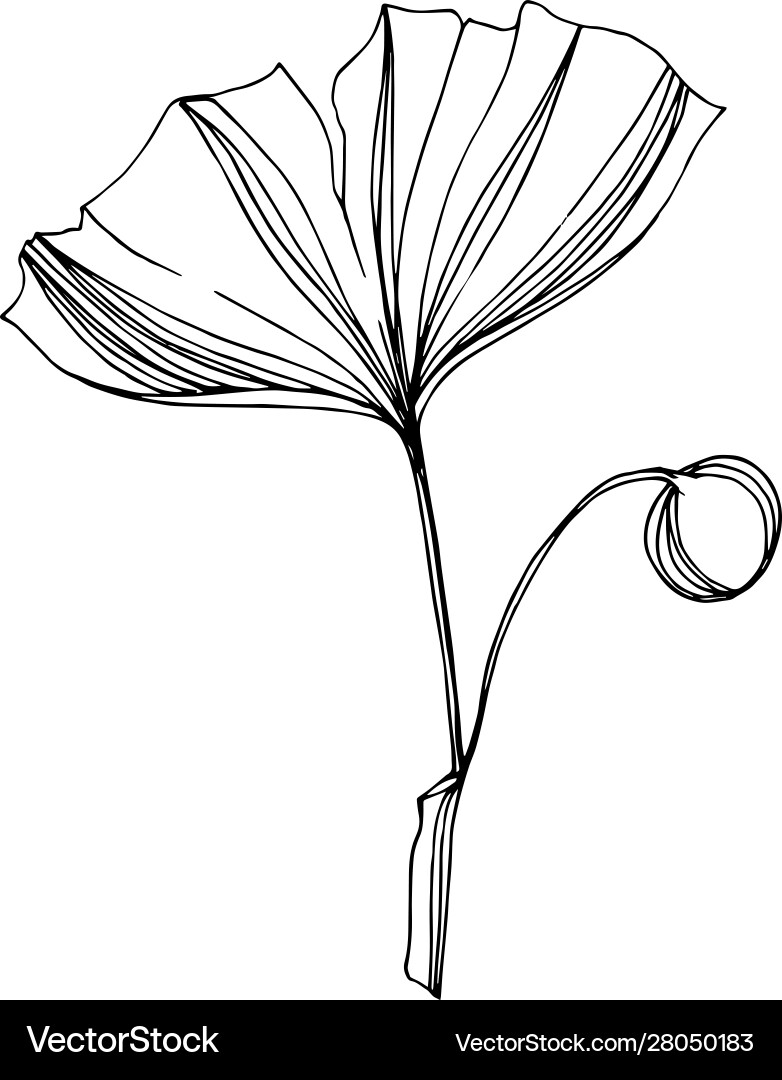 Isolated ginkgo element leaf Royalty Free Vector Image