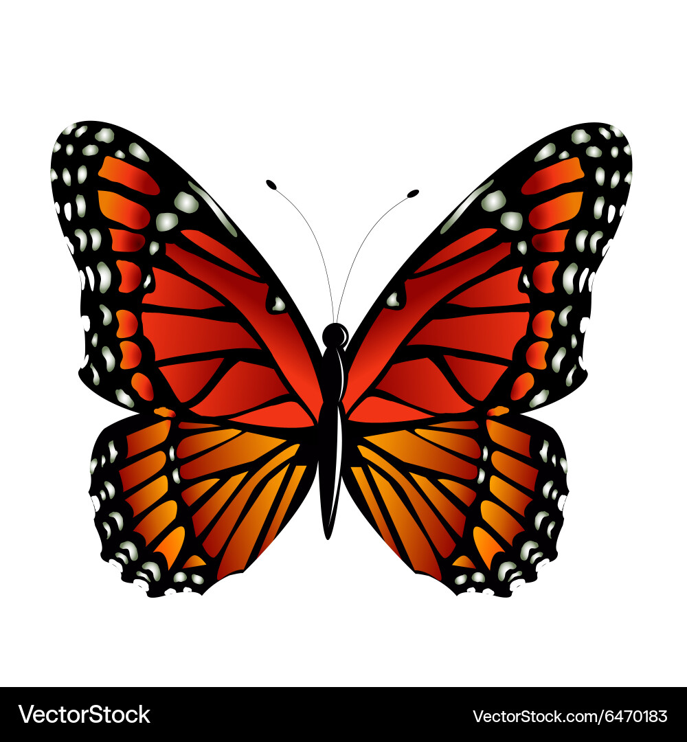 Monarch butterfly Royalty Free Vector Image - VectorStock