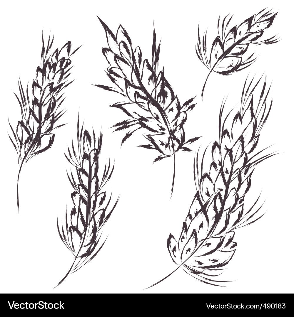 Weizen Lizenzfreies Vektorbild - VectorStock