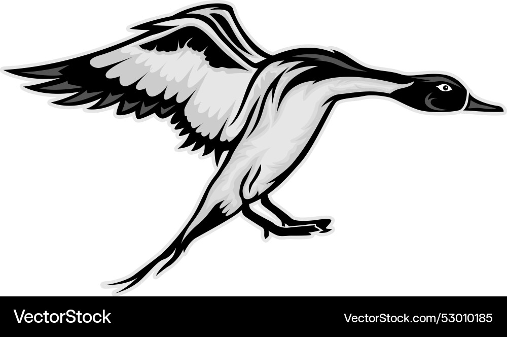 Pintail duck hunting logo imag Royalty Free Vector Image