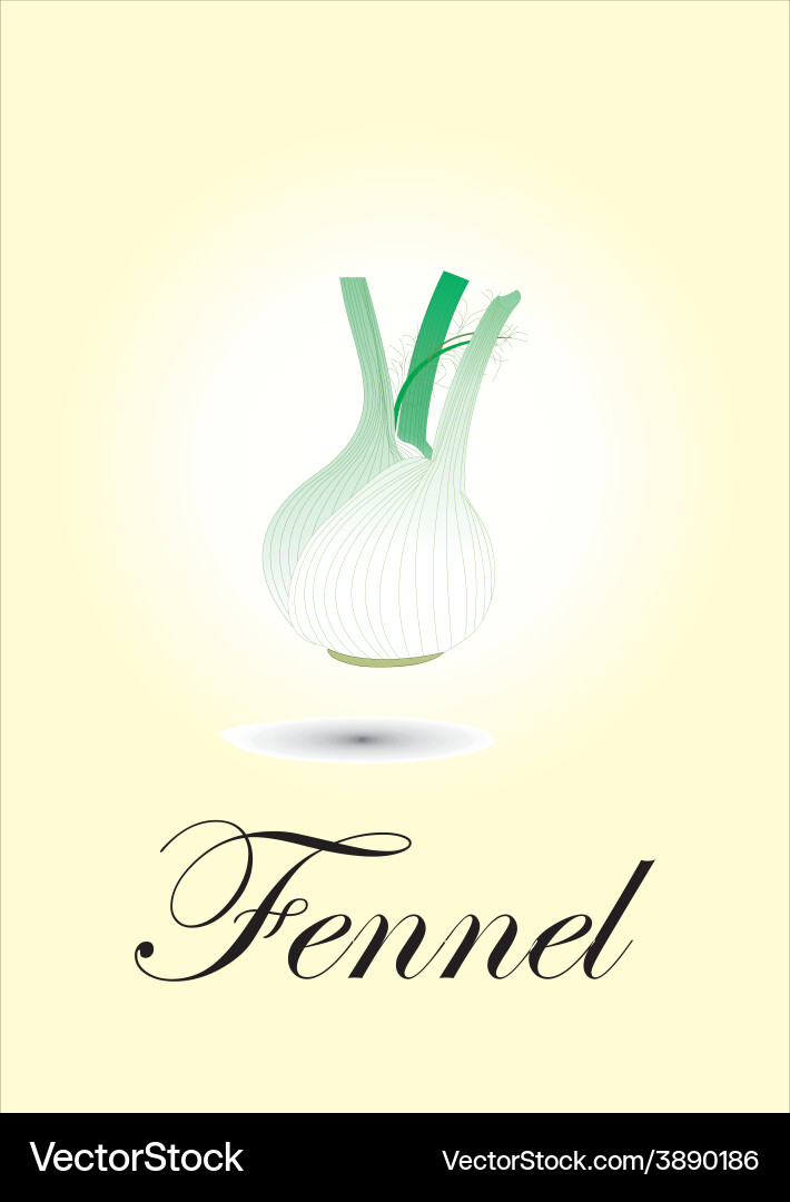 Fennel Royalty Free Vector Image - VectorStock
