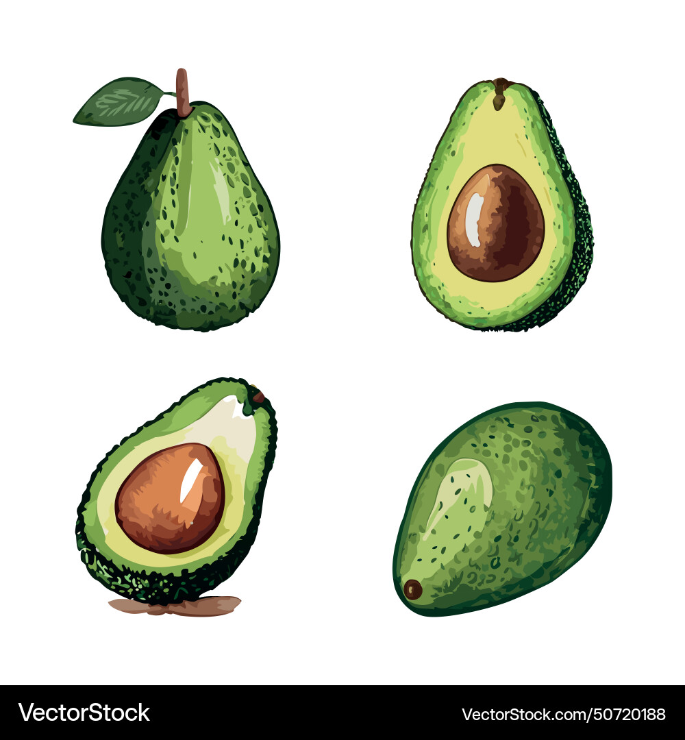 Avocado set Royalty Free Vector Image - VectorStock