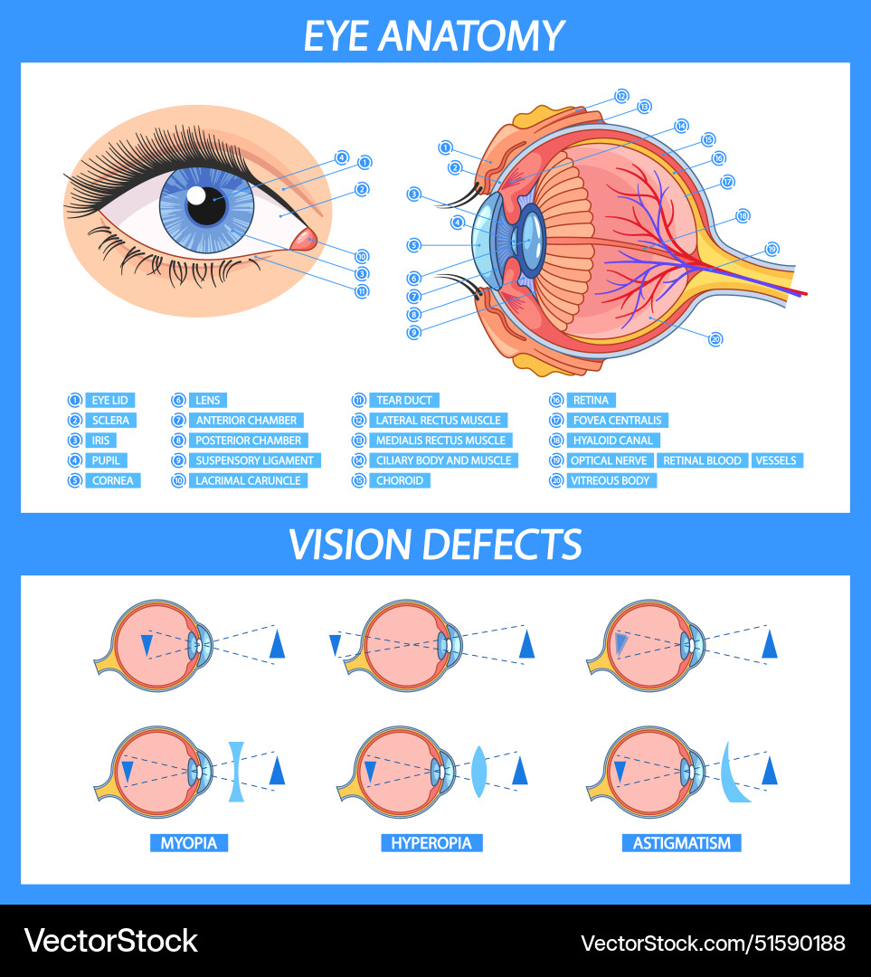 Comprehensive infographic showing eye Royalty Free Vector