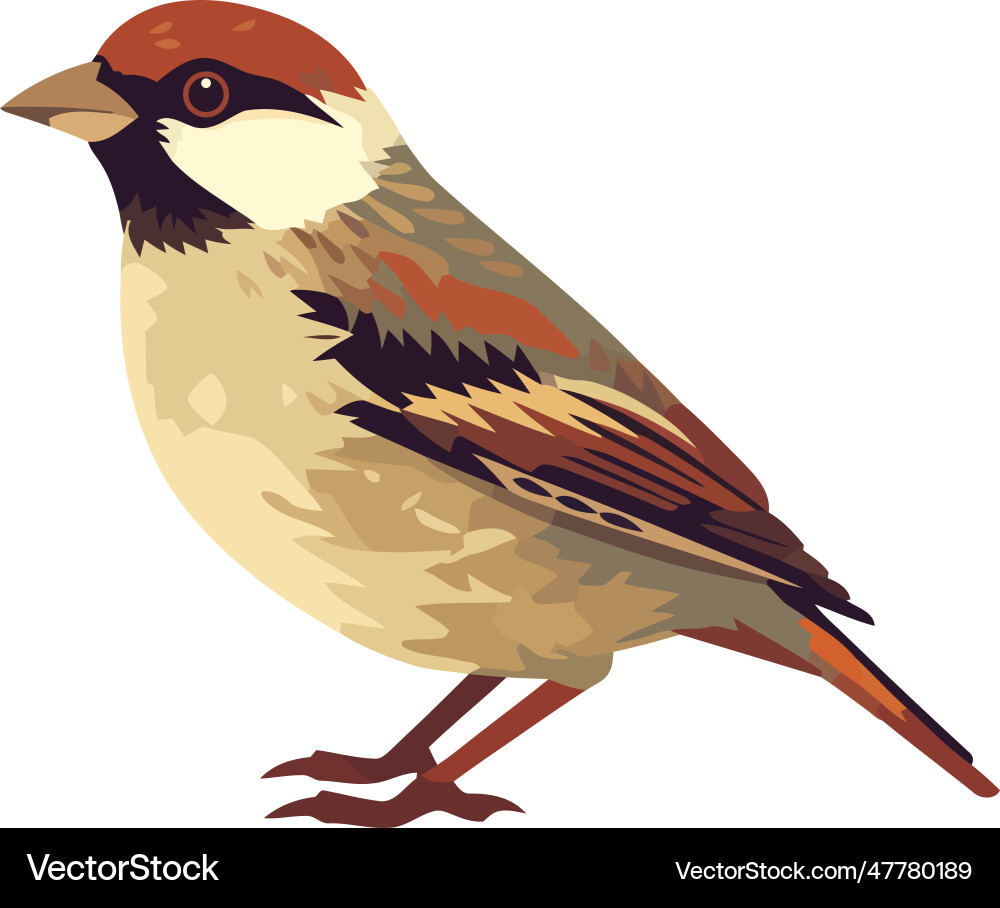 Cute sparrow perching close up view Royalty Free Vector