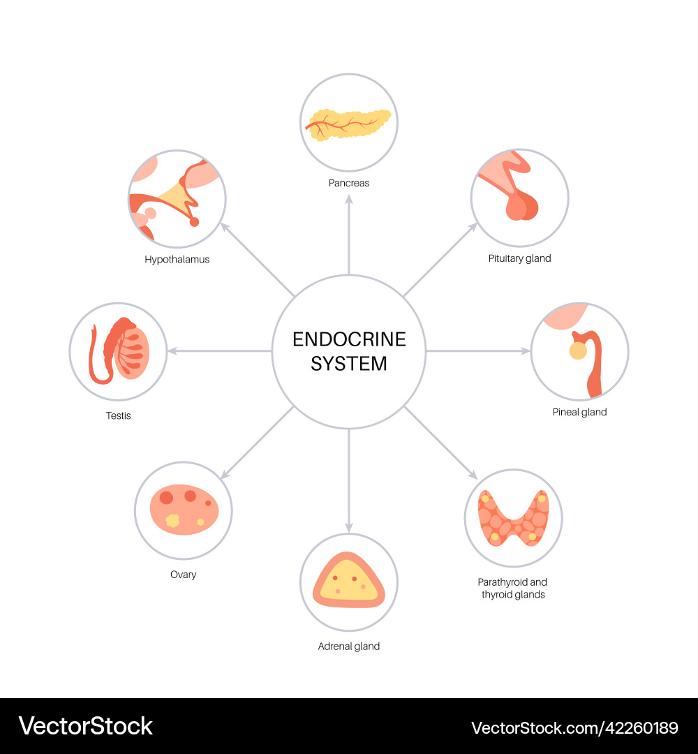 Human Endocrine System Diagram Royalty Free Vector Image