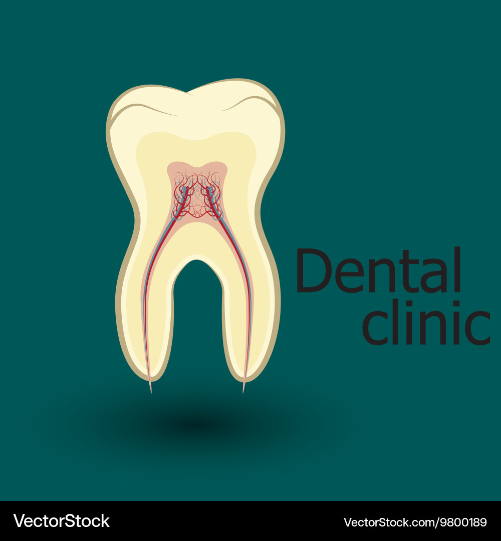 Human tooth emblem Royalty Free Vector Image - VectorStock