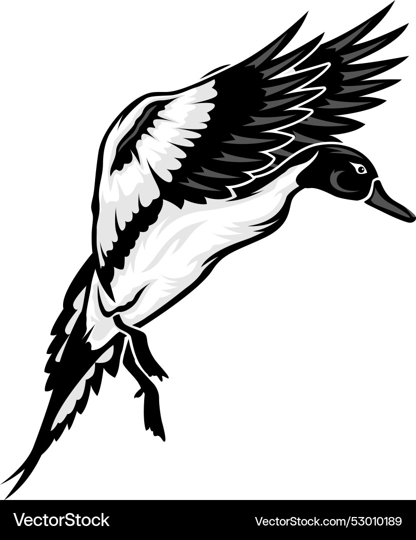 Pintail duck hunting logo imag Royalty Free Vector Image