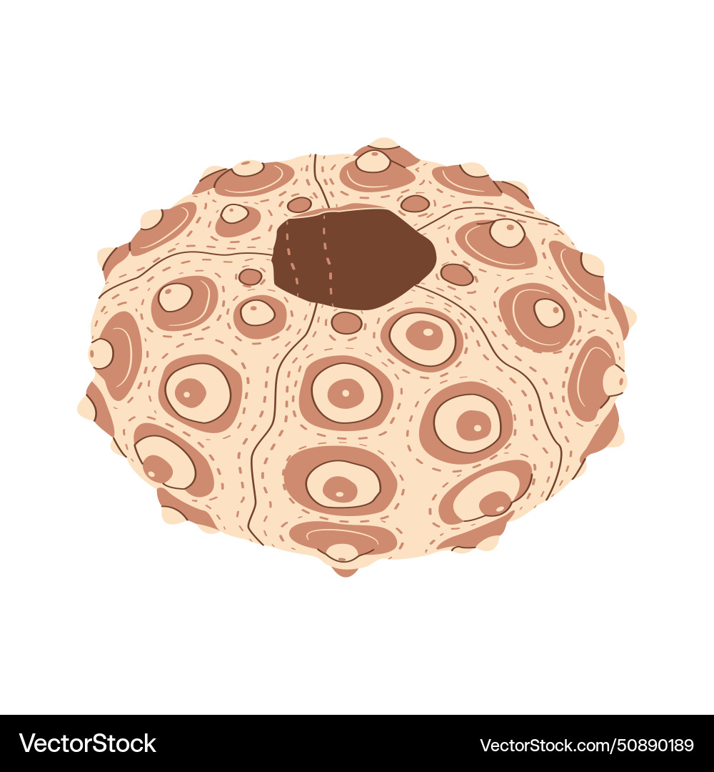 Sea urchin flat isolated on a white Royalty Free Vector