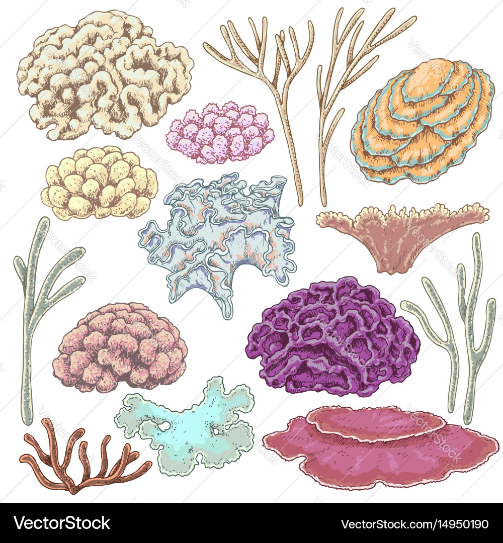 Colored corals set Royalty Free Vector Image - VectorStock