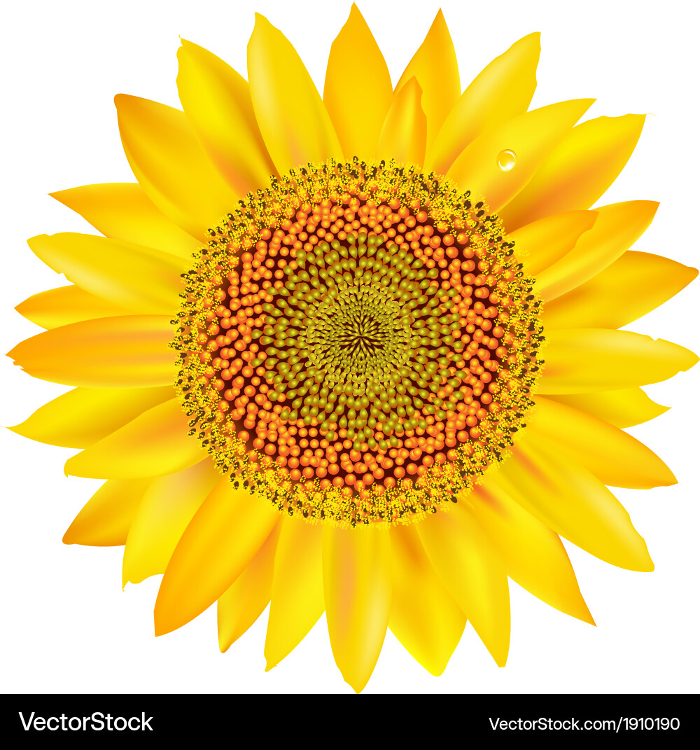 Sunflower Royalty Free Vector Image - VectorStock