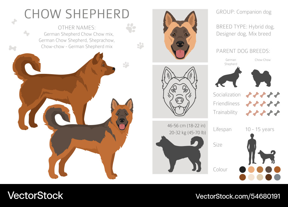 Chow shepherd mix clipart german Royalty Free Vector Image