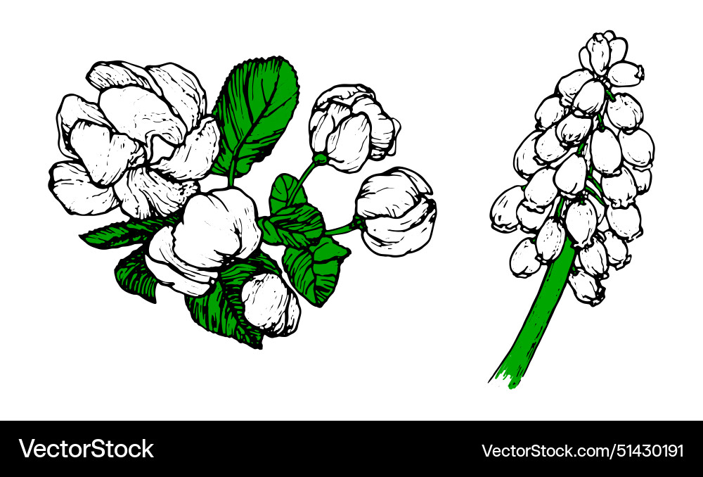 Spring flowers drawing with line-art on white Vector Image