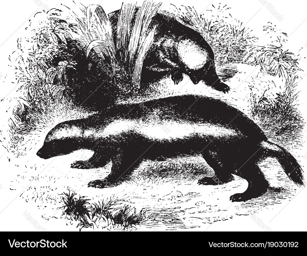 Cape ratel vintage Royalty Free Vector Image - VectorStock