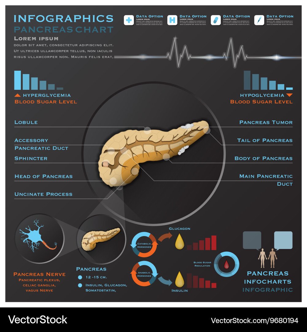Pancreas Anatomy Infographic Royalty Free Vector Image