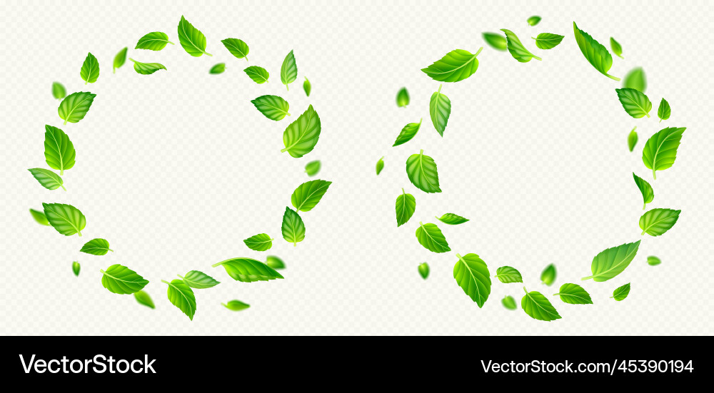 Set of green tea or mint leaves circle frames Vector Image