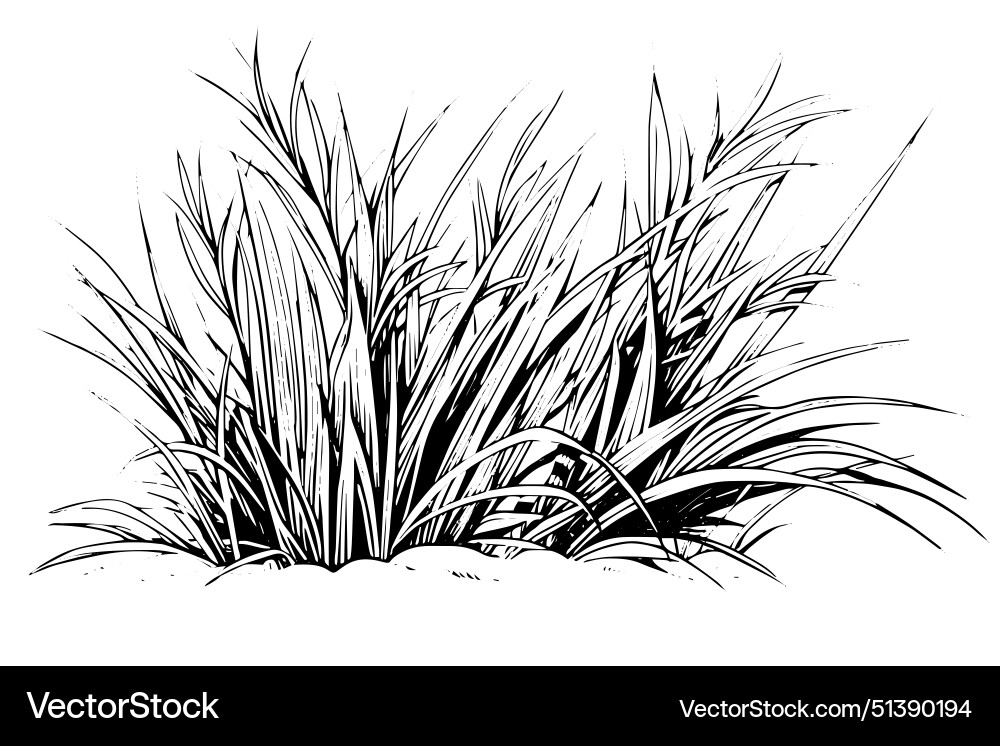 Vintage hand-drawn grass sketch engraved Vector Image