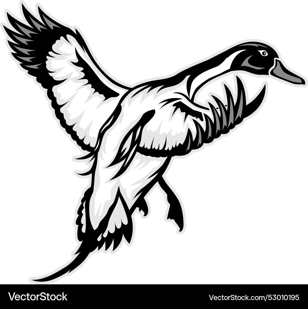 Pintail duck hunting logo imag Royalty Free Vector Image