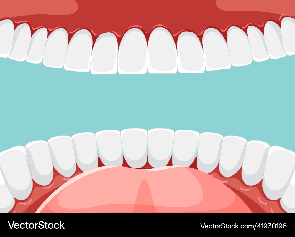Human teeth inside mouth with whiten Royalty Free Vector