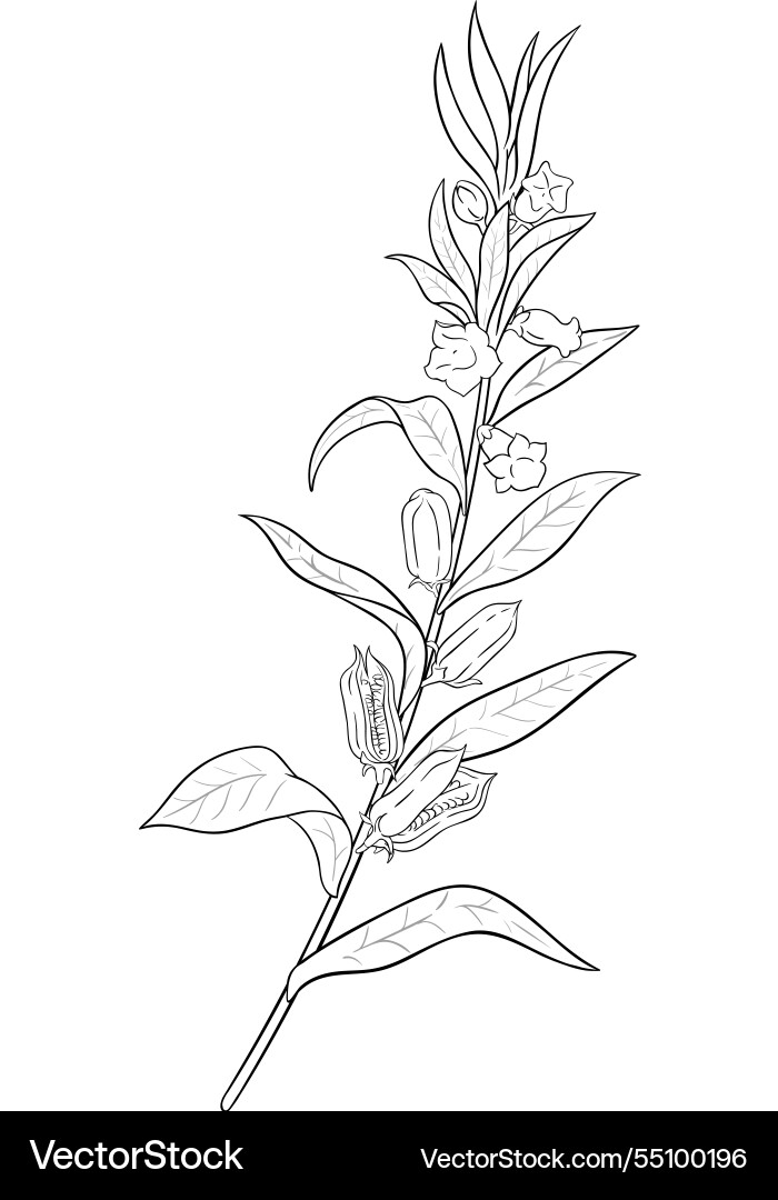 Sesame plant isolated outline Royalty Free Vector Image