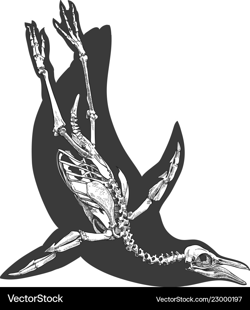 Penguin Skeleton Diagram Fossil Found By Kids In New Zealand Turns Out