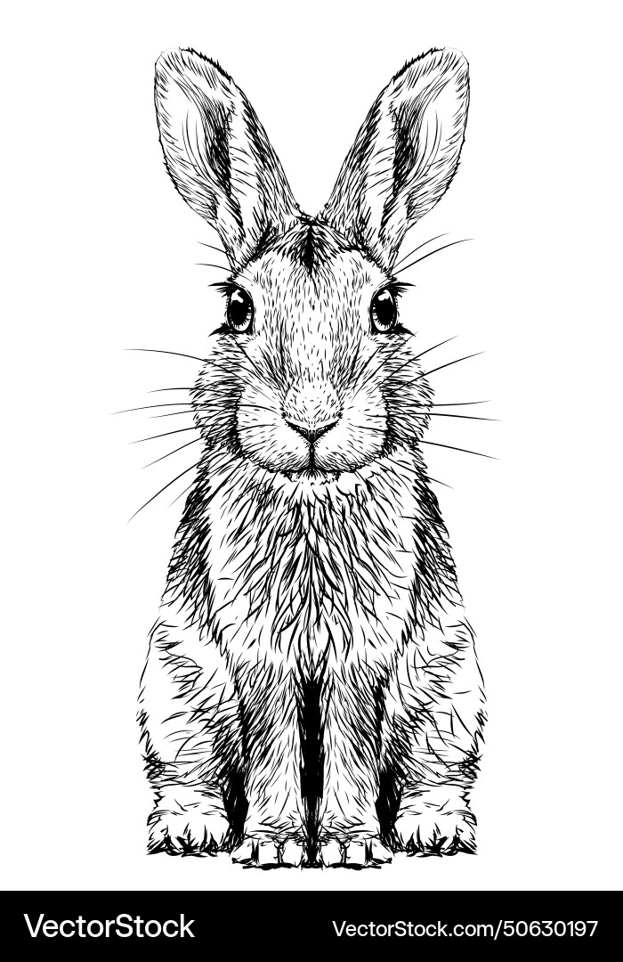 Rabbit graphic portrait of a sitting Royalty Free Vector