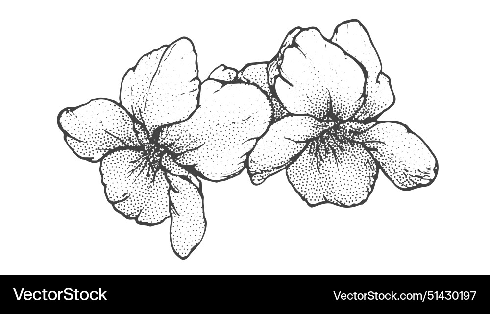 Spring flowers drawing with line-art on white Vector Image