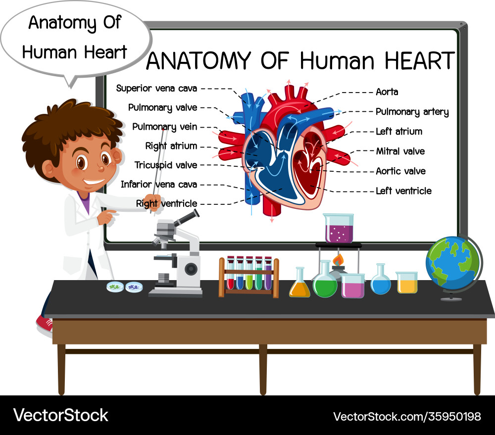 Information poster human heart diagram Royalty Free Vector