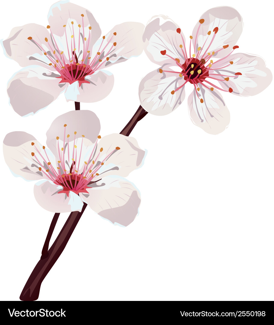 Pink Cherry Blossom Royalty Free Vector Image - VectorStock