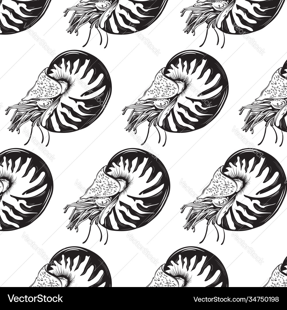 Realistic Nautilus Shell Royalty Free Vector Image