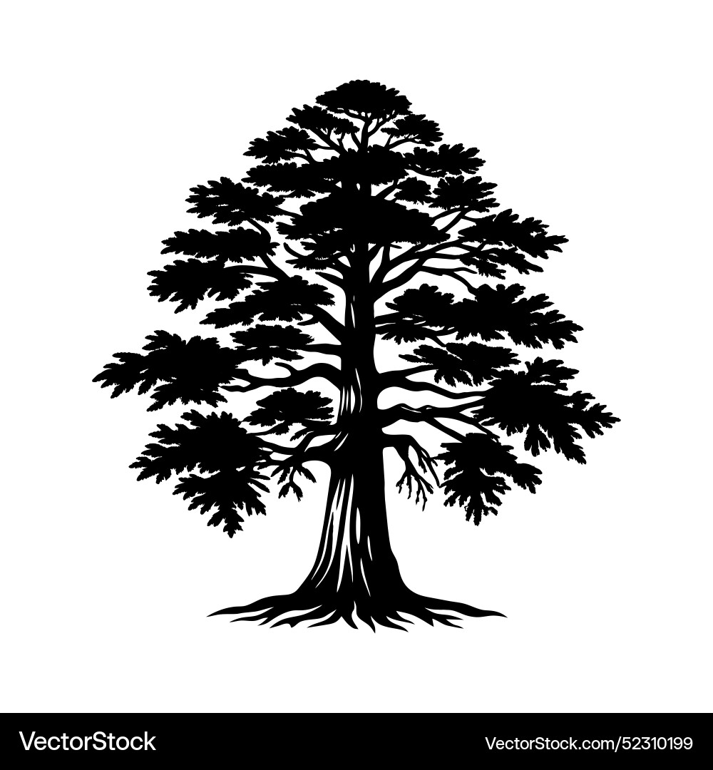 An american sycamore tree silhouette Royalty Free Vector