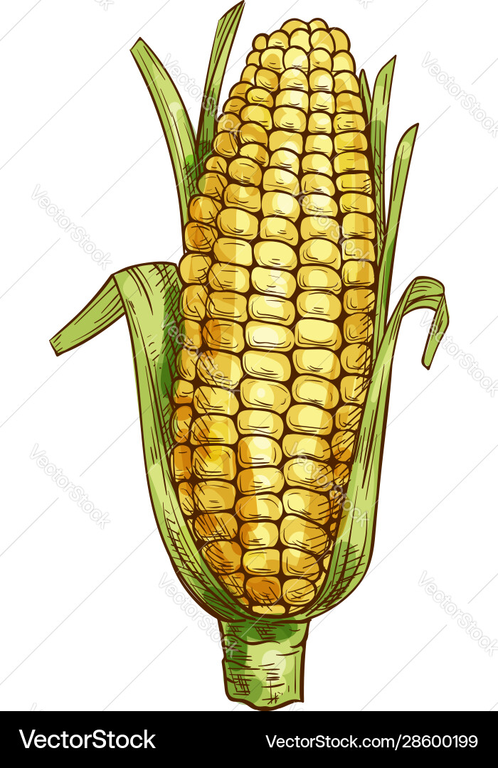 Corn cob isolated maize with green leaves sketch Vector Image